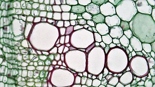 Vascular Plants | Characteristics, Types & Examples - Lesson | Study.com