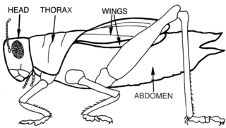 Arthropod | Definition, Types & Evolution - Lesson | Study.com