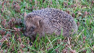 Hedgehogs | Anatomy, Habitat & Behavior | Study.com