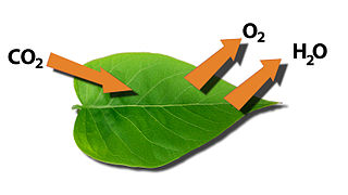 Summarize the Process of Photosynthesis and the Cycling of Matter and ...