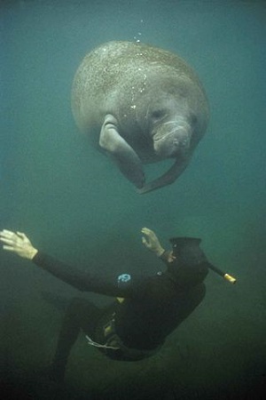 Manatees | Definition, Facts & Habitat | Study.com