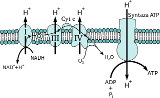 Fermentation vs. Cellular Respiration | Similarities & Differences ...