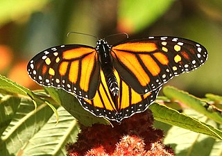 Monarch Butterfly | Life Cycle, Facts & Migration - Lesson | Study.com