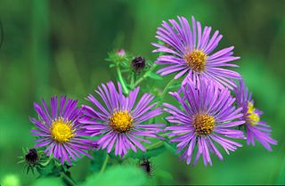 Aster Flower | Definition & Types - Lesson | Study.com