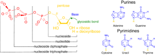 Monomer Definition, Types & Examples - Lesson | Study.com