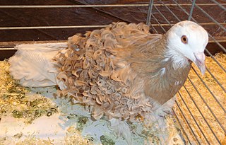 Categorizing Evolution of Organisms as the Result of Natural or ...