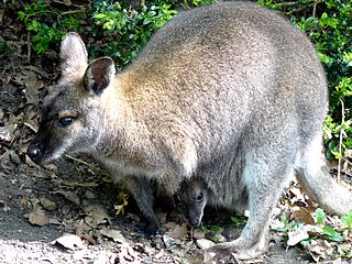 Wallaby Lesson for Kids | Study.com