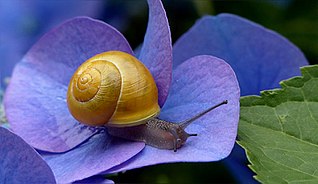 Gastropod Definition, Characteristics & Habitats - Lesson | Study.com