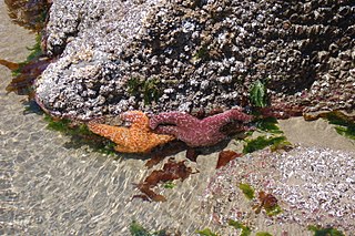 Starfish | Characteristics, Structure & Types - Lesson | Study.com