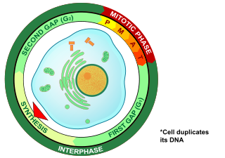 Cell Cycle & Mitosis | Definition & Steps - Lesson | Study.com