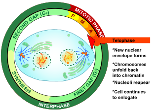 The Cell Cycle | Mitosis & Meiosis - Lesson | Study.com