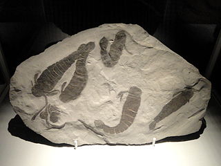 Arthropod | Definition, Types & Evolution - Lesson | Study.com