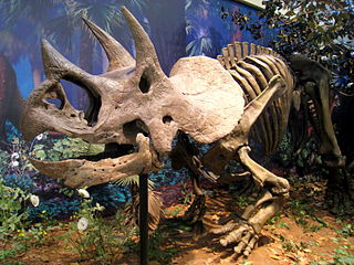 Ceratopsian Dinosaurs | Overview & Types | Study.com