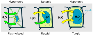 Water Potential in Plants | Equation, Solute & Pressure Potential ...