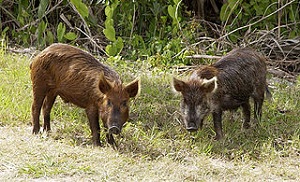 Wild Pig Facts: Lesson for Kids | Study.com
