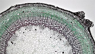 Vascular Cylinder Anatomy, Facts & Functions - Lesson | Study.com