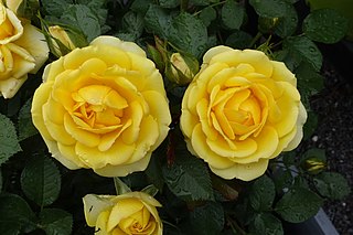 Corolla of a Flower | Definition, Structure & Functions - Lesson ...