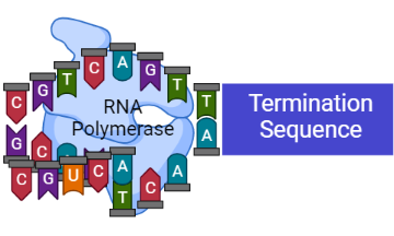 Analyzing Model to Describe the Steps of Transcription Practice ...