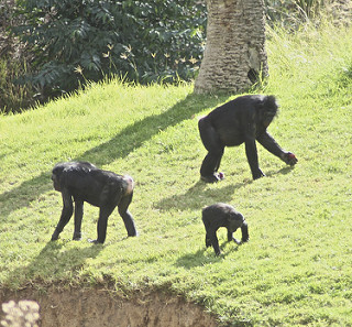 Bonobo Facts: Lesson for Kids | Study.com