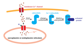 Analyzing how Regulators, Hormone Actions and Cell to Cell Contact ...