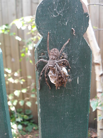 Charlotte's Web Author E.B. White | Publication & Summary | Study.com