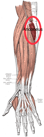 Anconeus Muscle Function, Origin & Insertion | Study.com
