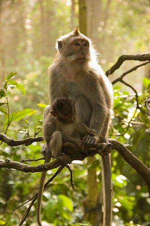 Crab-Eating Macaque Monkeys | Definition, Habitat & Diet | Study.com