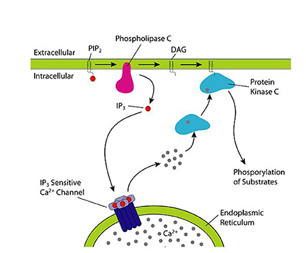 Analyzing how Regulators, Hormone Actions and Cell to Cell Contact ...