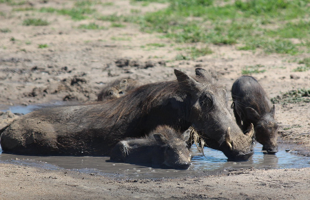 Warthogs Diet, Habitat & Lifespan | Study.com