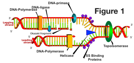 Using Findings by Franklin and Watson & Crick to Analyze a Model of the ...