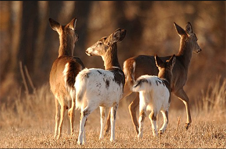 Analyzing the Benefits & Drawbacks of Flocking, Schooling & Herding ...