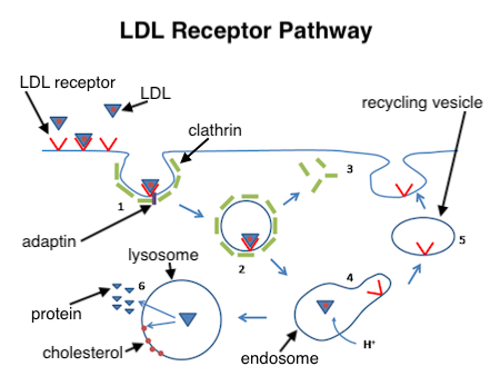 Comparing The Roles Of Endocytosis Exocytosis In The Cell Practice Comparing The Roles Of Endocytosis Exocytosis In The Cell Practice
