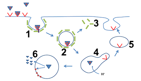 Comparing the Roles of Lysosomes and Vacuoles Practice | Biology ...