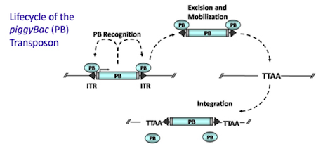 Comparing Mechanisms of Horizontal Acquisition of Genetic Material in ...