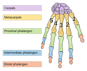 Extensor Carpi Ulnaris | Insertion & Innervation | Study.com