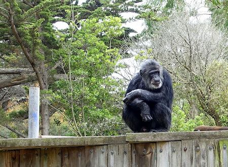 Hominin Characteristics, Members & Evolution | Study.com