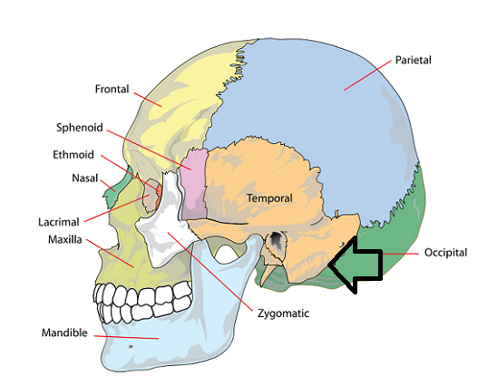 Flashcards - Temporal Bone Processes Flashcards | Study.com