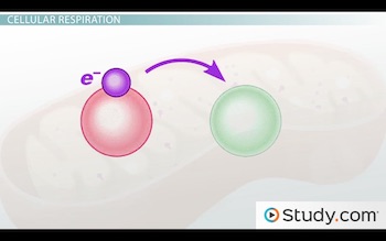 Oxidation & Reduction | Metabolism, Effects & Function - Lesson | Study.com