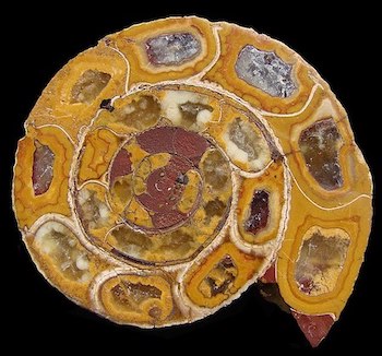 Ammonite Definition, Taxonomy & Description | Study.com