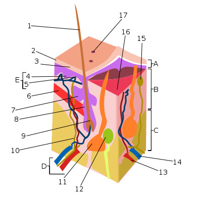 Taste, Touch & Smell Receptors | Overview & Types - Lesson | Study.com
