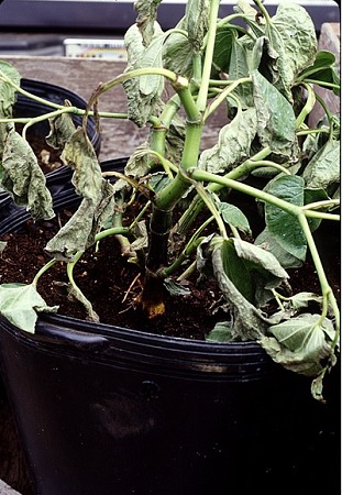 Plasmolysis Definition, Experiment & Applications - Lesson | Study.com