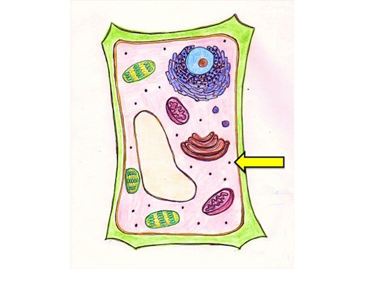 Flashcards - Plant Cell Parts List & Flashcards | Study.com