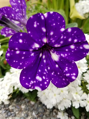 Corolla of a Flower | Definition, Structure & Functions - Lesson ...