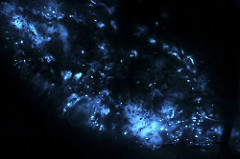 Ocean Ecosystem Lesson for Kids | Study.com