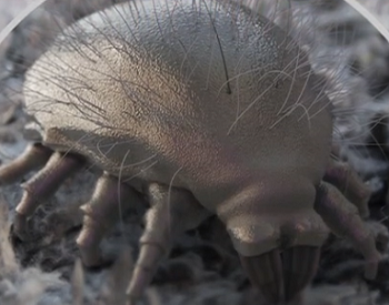 Dust Mites | Definition, Symptoms & Prevention - Lesson | Study.com