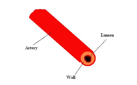 Elastin | Definition, Structure & Function - Lesson | Study.com