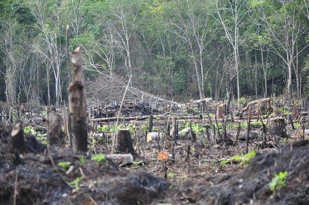 The Amazon Rainforest Ecosystem | Overview & Threats - Lesson | Study.com
