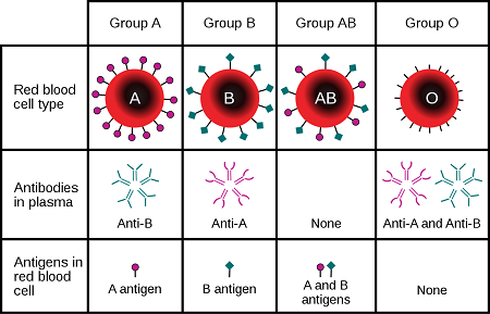 Codominance & Incomplete Dominance | Overview & Differences - Lesson ...