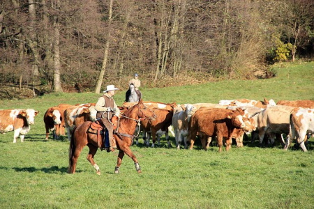 Cattle Industry | Definition, History & Production | Study.com