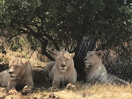 Animal Communication vs. Language | Overview, Difference & Types ...